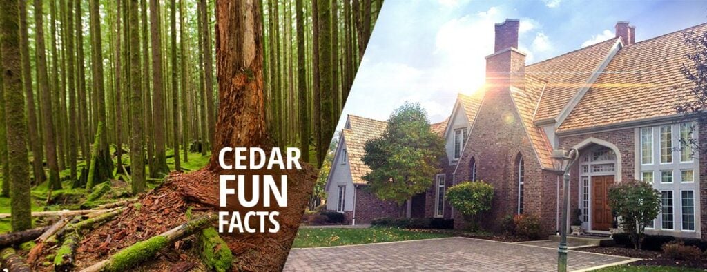 Fun Facts About Cedar (2023) | Shake Guys
